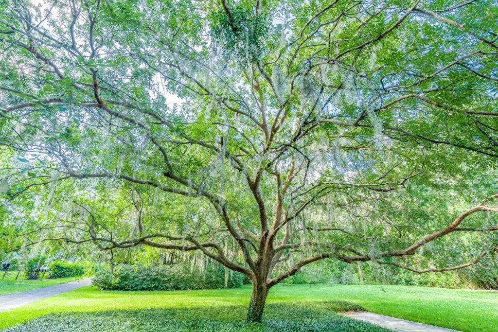 Greenscape Wins Outstanding Tree Advocate for State of Florida ...