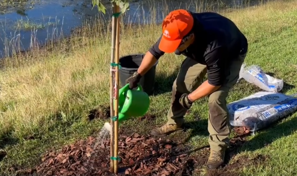 How to Plant a Tree: A Comprehensive Step-by-Step Guide - Greenscape of ...